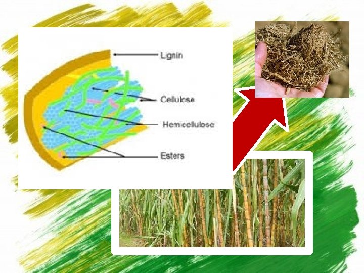 Jurnal PEMANFAATAN BIOMASSA LIGNOSELULOSA AMPAS TEBU UNTUK PRODUKSI