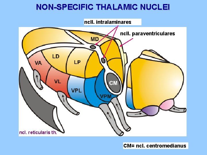 DIENCEPHALON epithalamus metathalamus sulcus hypothalamicus ...