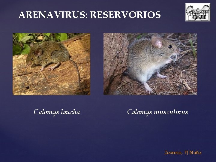 ARENAVIRUS Catedra de Microbiologa Universidad del Salvador Dr