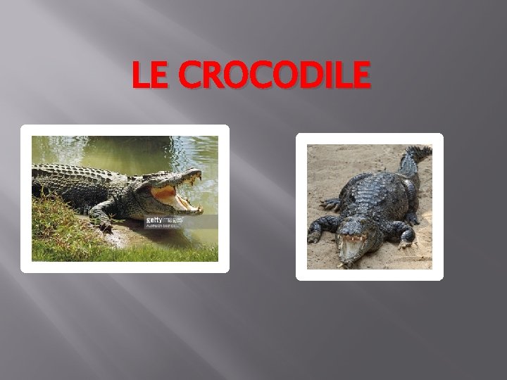 LE CROCODILE sommaire 1 2 3 4 5