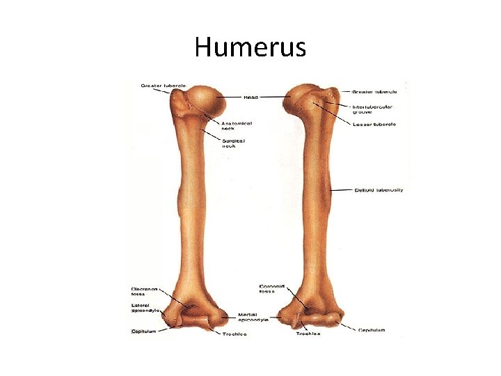 PTA 106 Fall 2008 Shoulder Joint Candace Rio