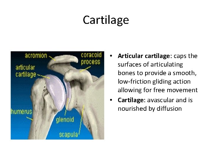 PTA 106 Fall 2008 Shoulder Joint Candace Rio