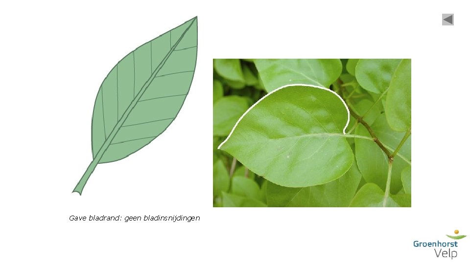 Morfologie Wat is determineren Determineren planten op naam