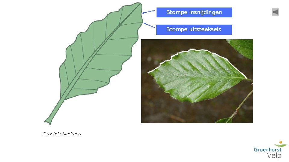 Morfologie Wat is determineren Determineren planten op naam