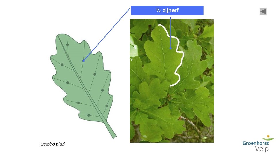 Morfologie Wat is determineren Determineren planten op naam
