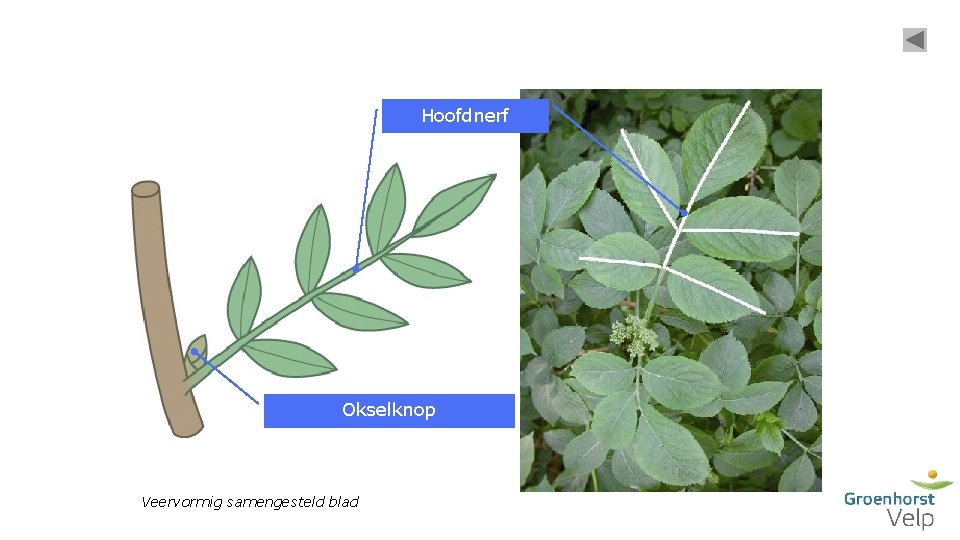 Morfologie Wat is determineren Determineren planten op naam