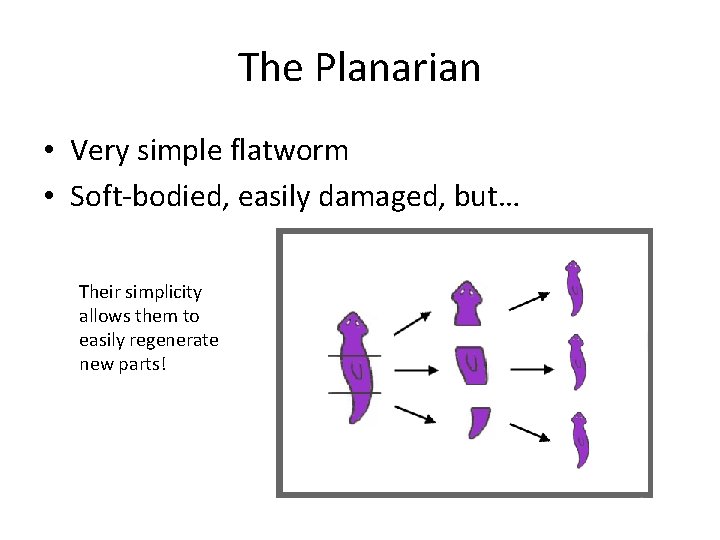 Planaria Lab Examining a simple invertebrate Classification Kingdom