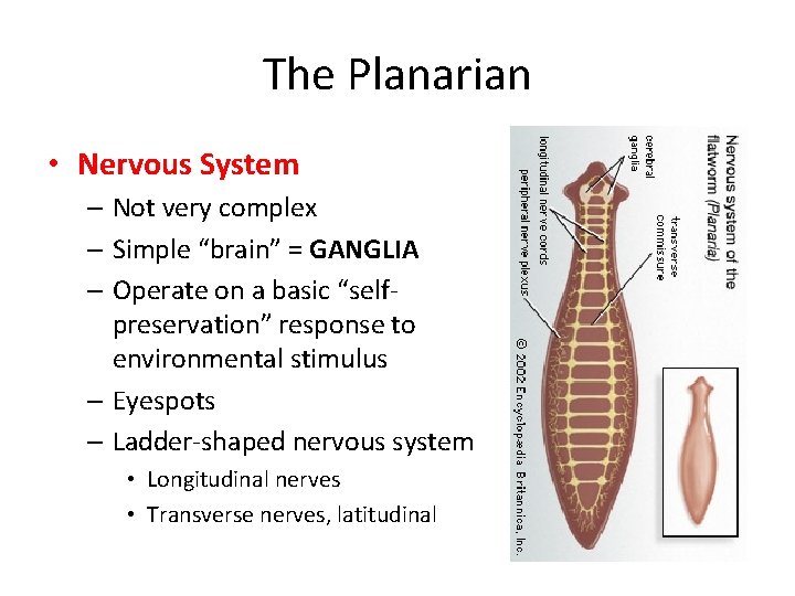 Planaria Lab Examining a simple invertebrate Classification Kingdom
