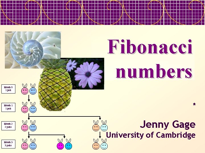 Fibonacci numbers Month 0 1 pair Month 1