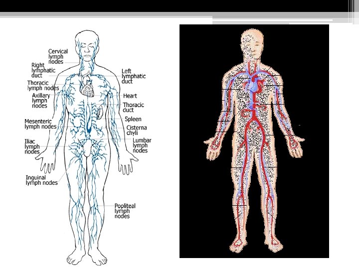 FT ROSIRIS JANER PEREIRA DRENAJE LINFATICO MANUAL SISTEMA