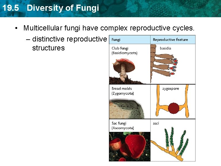 19 5 Diversity of Fungi KEY CONCEPT Fungi