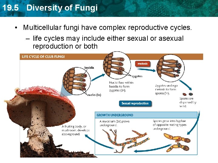 19 5 Diversity of Fungi KEY CONCEPT Fungi