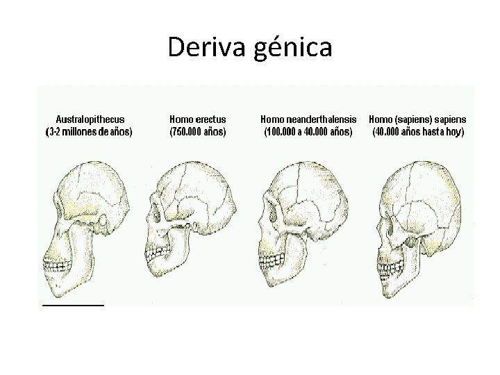 Origen de la variabilidad Origen de la variabilidad