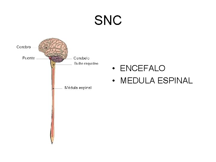 ANATOMIA DEL SNC Dalia Rizo MPSS SNC ENCEFALO