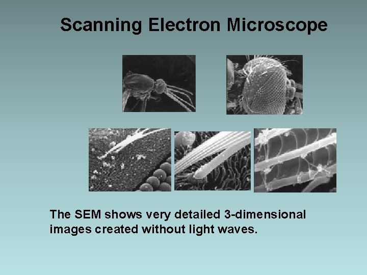 The Microscope and Forensic Identification Magnification of Images