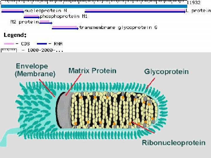 Rabies Paul R Earl Facultad de Ciencias Biolgicas
