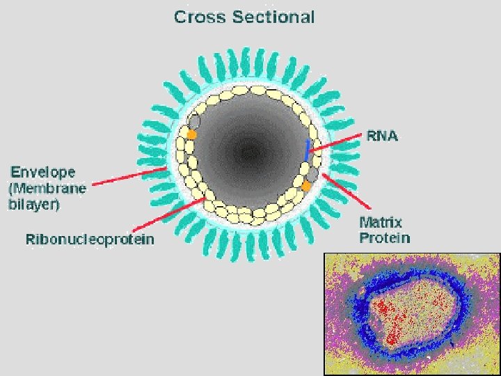 Rabies Paul R Earl Facultad de Ciencias Biolgicas