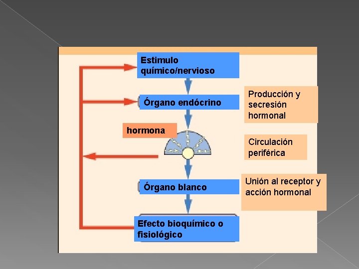 Estimulo qumiconervioso rgano endcrino Produccin y secresin hormonal