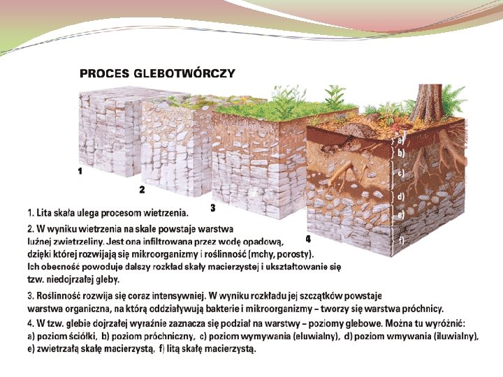 Procesy glebotwrcze budowa gleby oraz typy genetyczne gleb