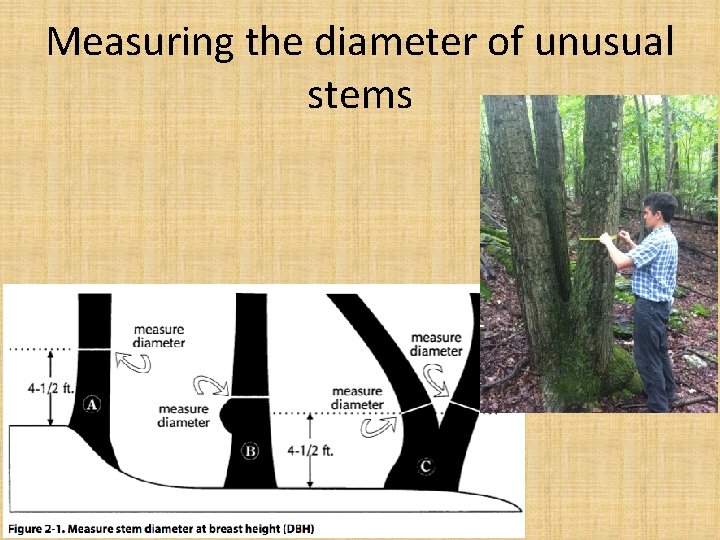 Our Changing Forests Harvard Forest Schoolyard Project August