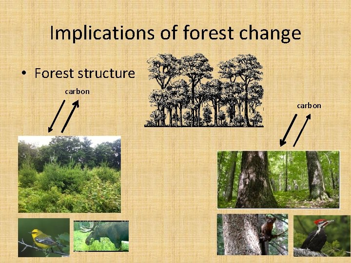 Our Changing Forests Harvard Forest Schoolyard Project August