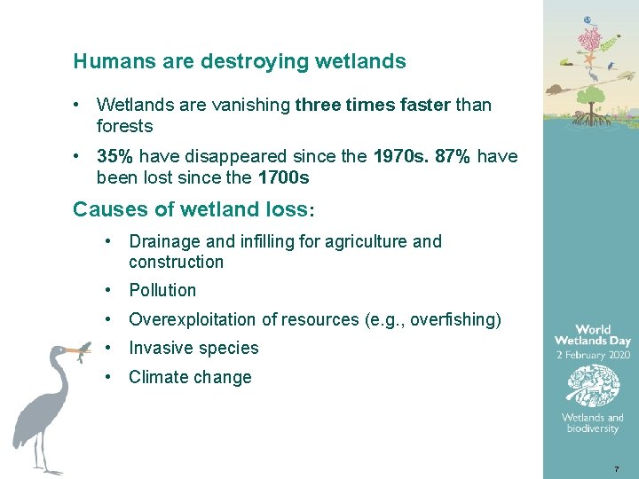 Wetland Biodiversity Why it matters Biodiversity is the