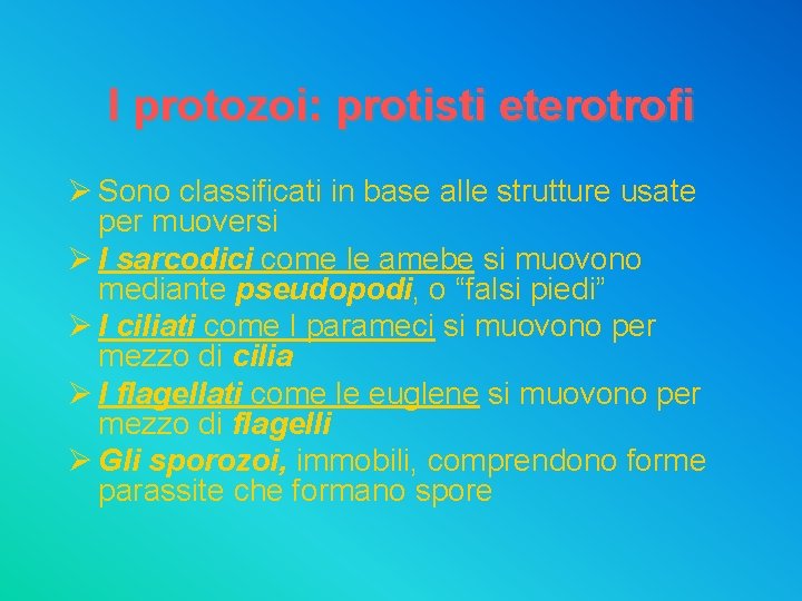 REGNO DEI PROTISTI Prof ssa Elena Truffo Anno