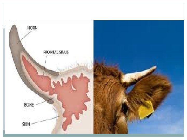 HORN Except polled breeds Polled Hereford Shorthorn In