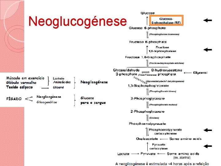 Universidade de Coimbra Faculdade de Medicina 2010 Glicogenose