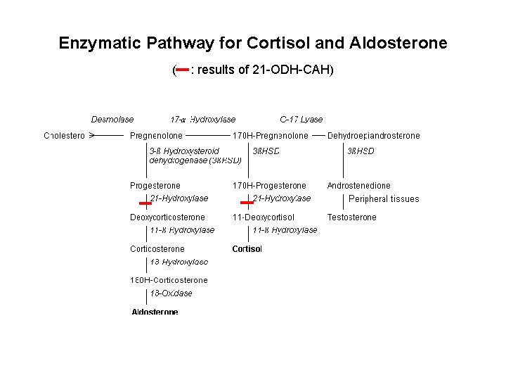 Congenital Adrenal Hyperplasia CAH 1 Example of genetic