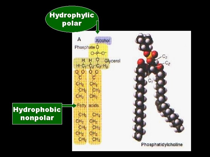 Lipids Lipids are insoluble in water but are