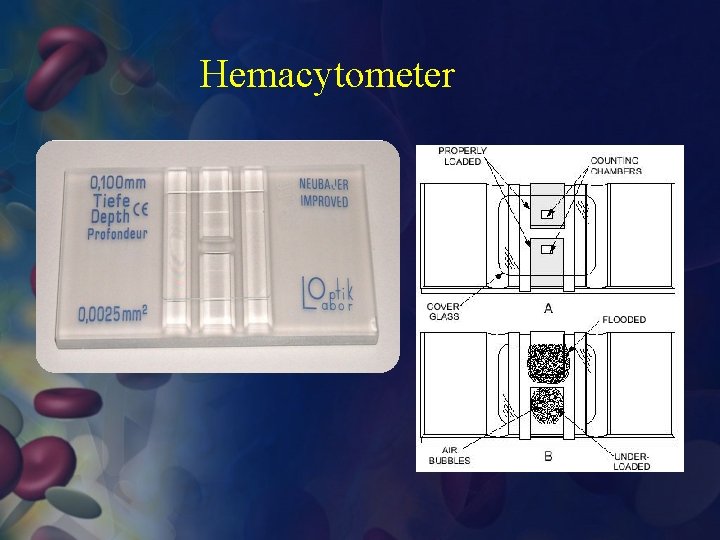 Practical Hematology Lab LAB 2 White Blood Cell