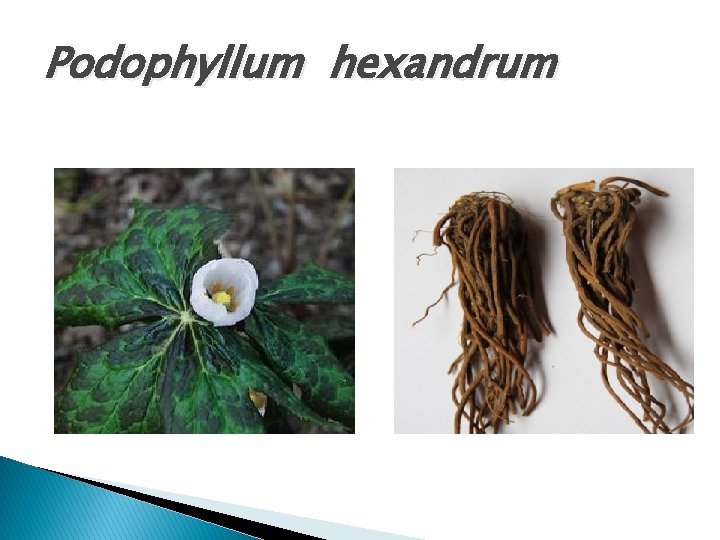 Isolation of Podophyllotoxin from Podophyllum emodi Lab 1