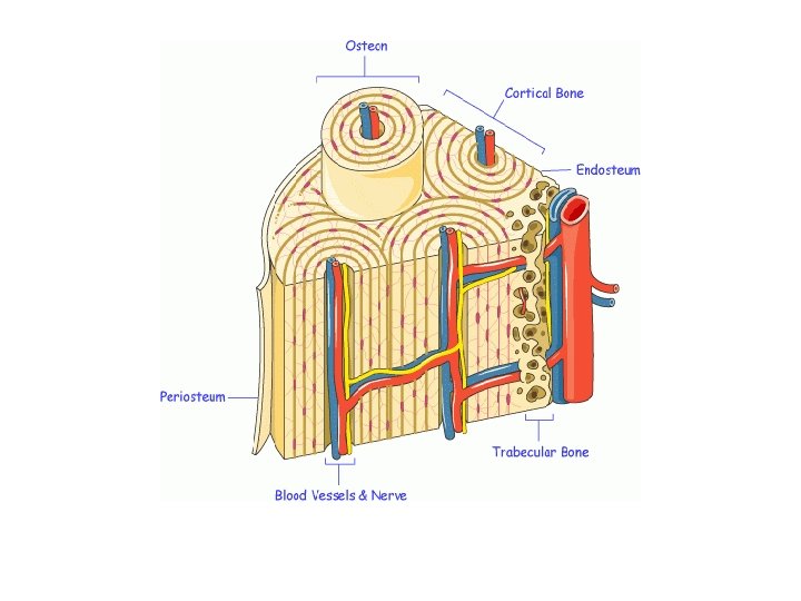Acquired Bone Deformities Integrated based Lecture By Dr