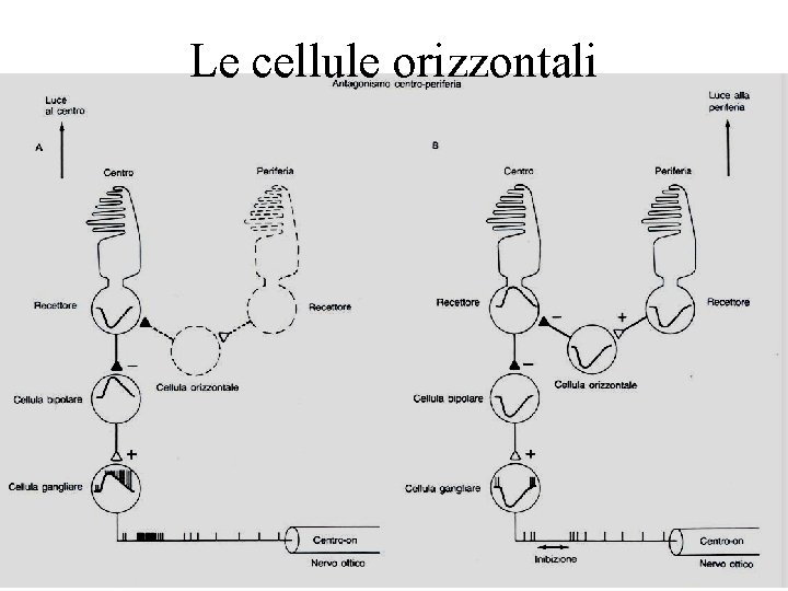La Retina La Retina Coni e bastonceli LA