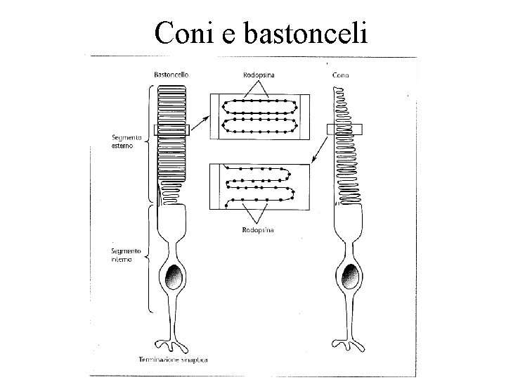 La Retina La Retina Coni e bastonceli LA