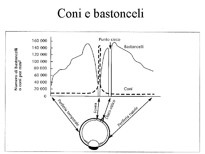 La Retina La Retina Coni e bastonceli LA