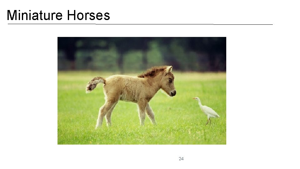 Service Animals Great Plains ADA Center www gpadacenter