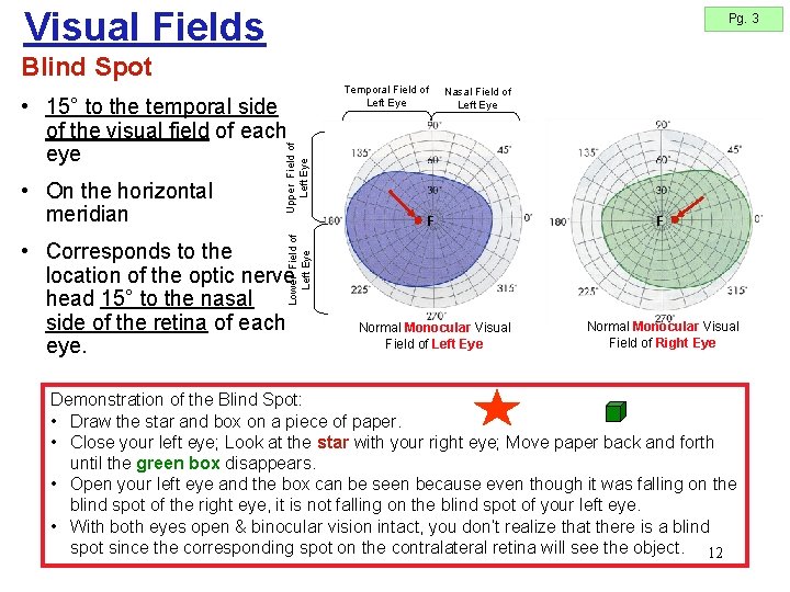 Visual Pathway Med 6573 Nervous System University of