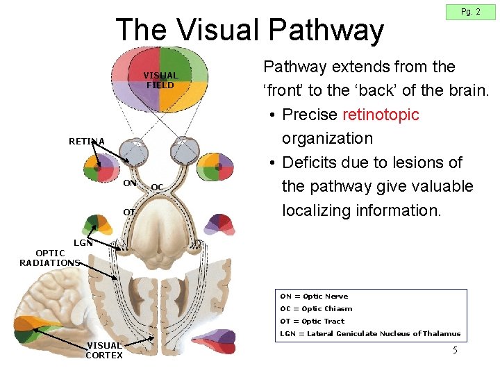 Visual Pathway Med 6573 Nervous System University of