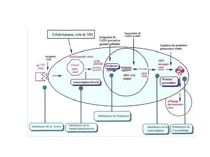 ENFERMEDADES DE TRANSMISION SEXUAL Gonorrea Herpes Genital Ladillas