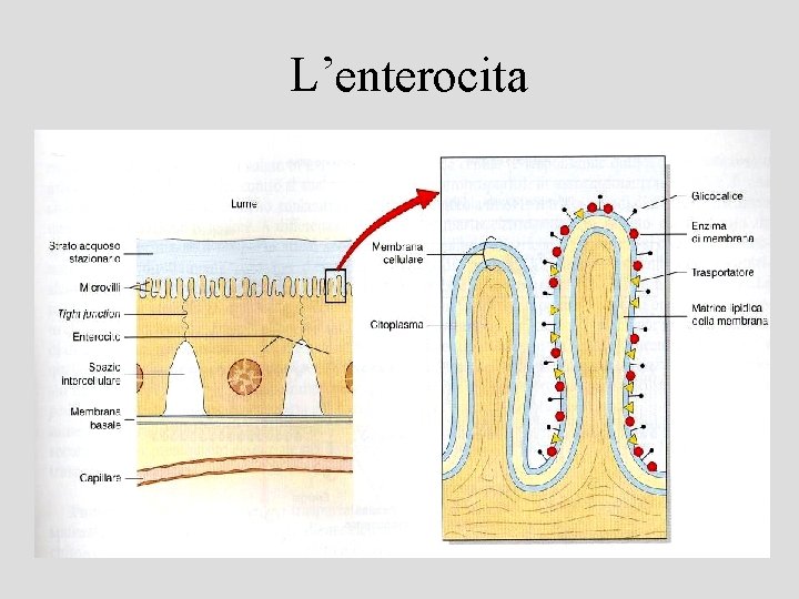 Lintestino Lintestino tenue I villi intestinali Cellule endocrine