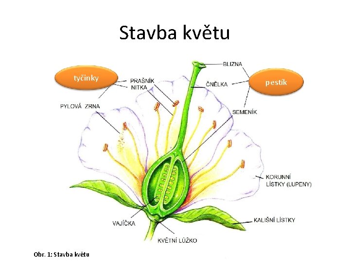 Kvt Stavba rostlinnho tla vypracovala Mgr Monika trejbarov