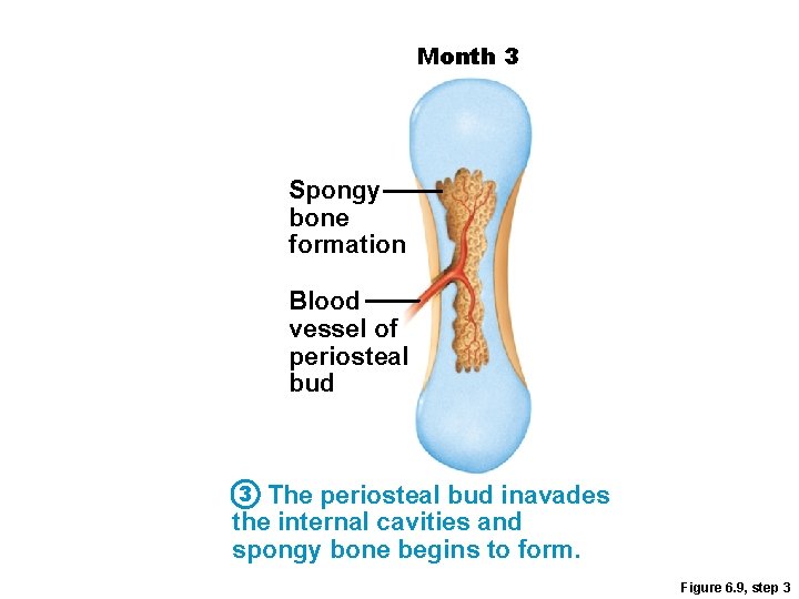 CHAPTER 6 Bones and Skeletal Tissues Part B