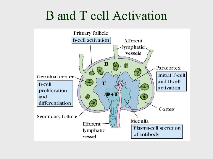 Hematopoiesis and development of B and T lymphocytes