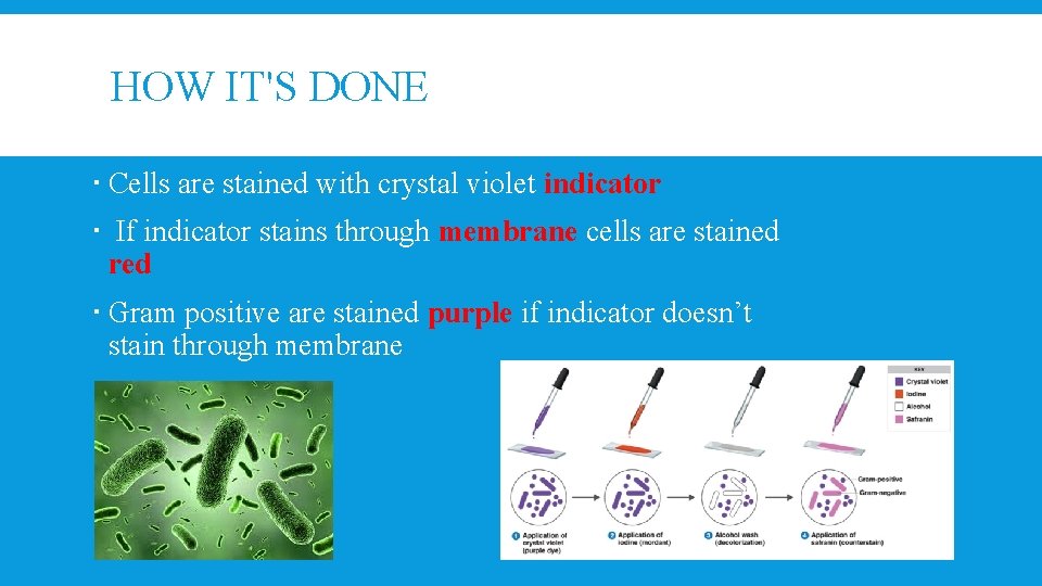 BACTERIA CLASSIFICATION AND CHARACTERISTICS By Chelsea Sam and