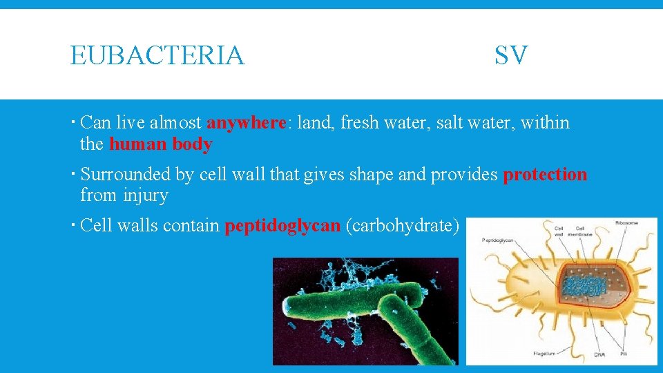 BACTERIA CLASSIFICATION AND CHARACTERISTICS By Chelsea Sam and