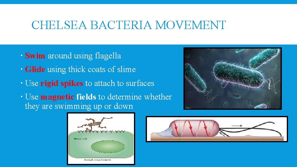 BACTERIA CLASSIFICATION AND CHARACTERISTICS By Chelsea Sam and