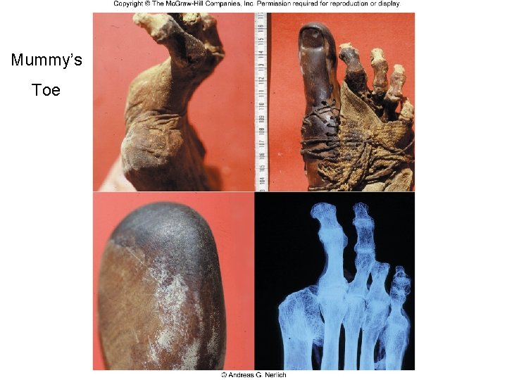 Anatomy Physiology Chapter 1 Body Systems Figure 01