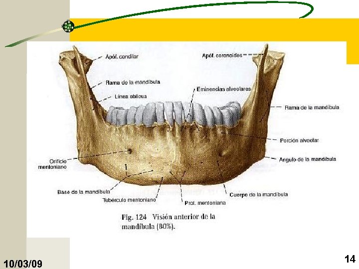 100309 1 10 MSCULOS DE LA MASTICACIN 100309